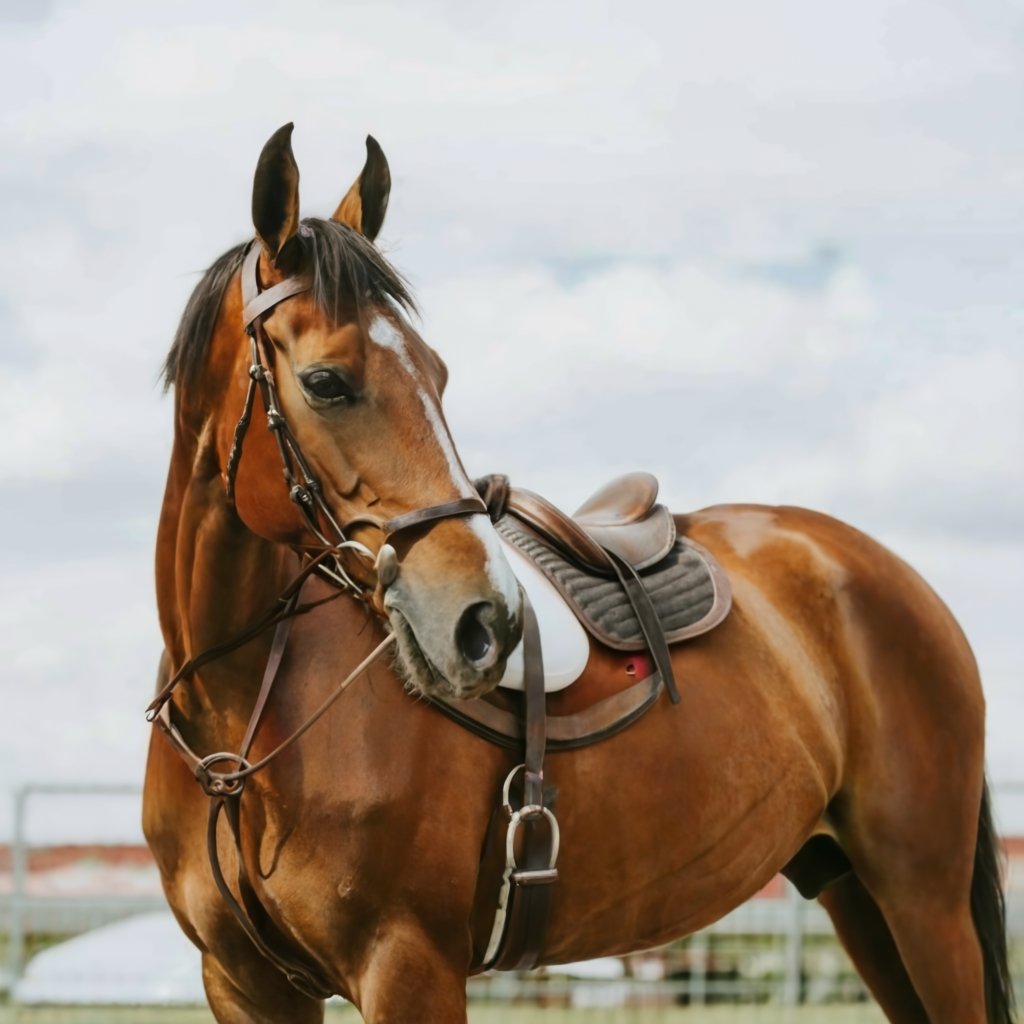 Icon Equus – Your Equestrian Apparel Shop